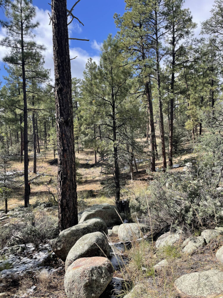 “What’s in Motion?” Invitation in a Magical Forest | Association of ...