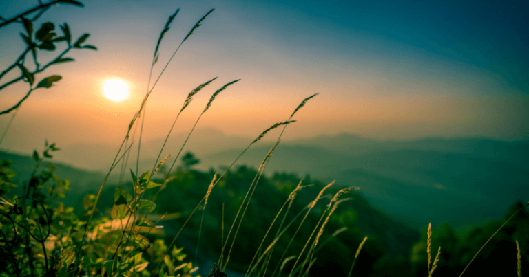 Nature Therapy for Veterans: Restoring Peace After PTSD | Association ...