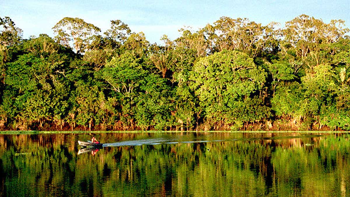 Amazonia (En Español) | Association of Nature and Forest Therapy (ANFT)