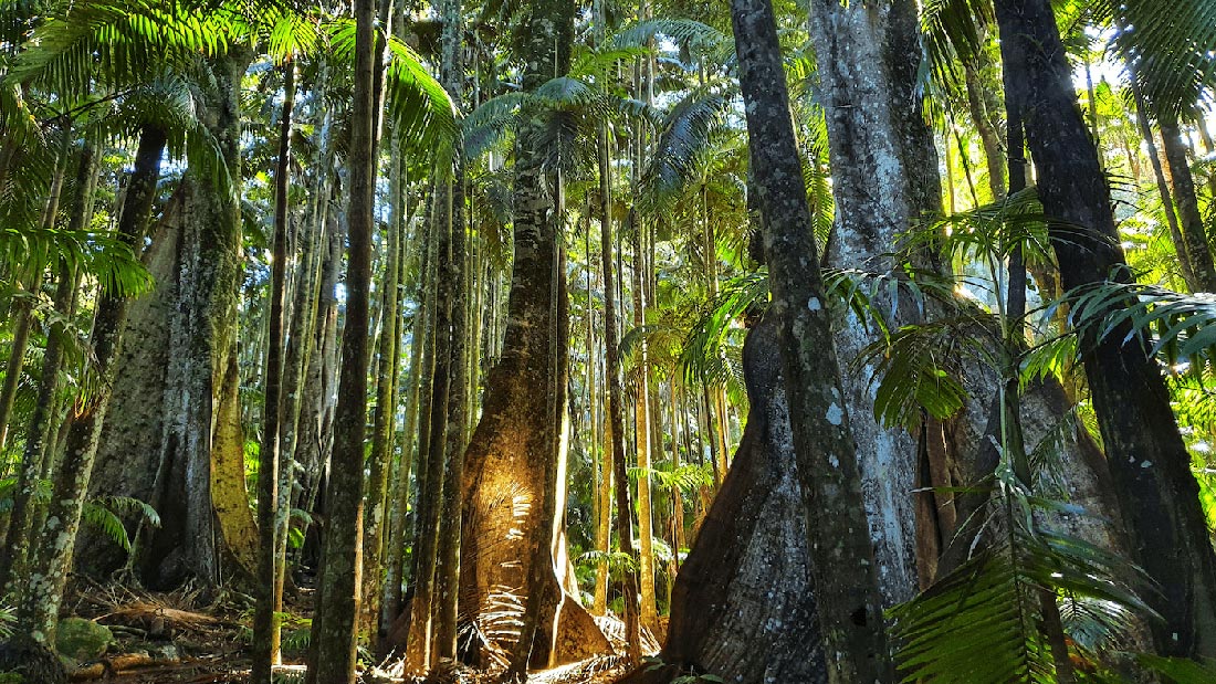 How Forest Therapy Is Growing More Connected Workplaces | Association ...