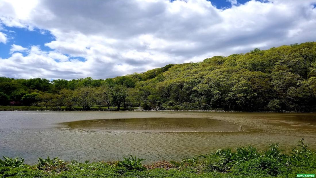 The Healing Potential of Nature Memories | Association of Nature and ...