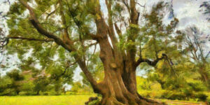 Cohorts Archive | Association of Nature and Forest Therapy (ANFT)