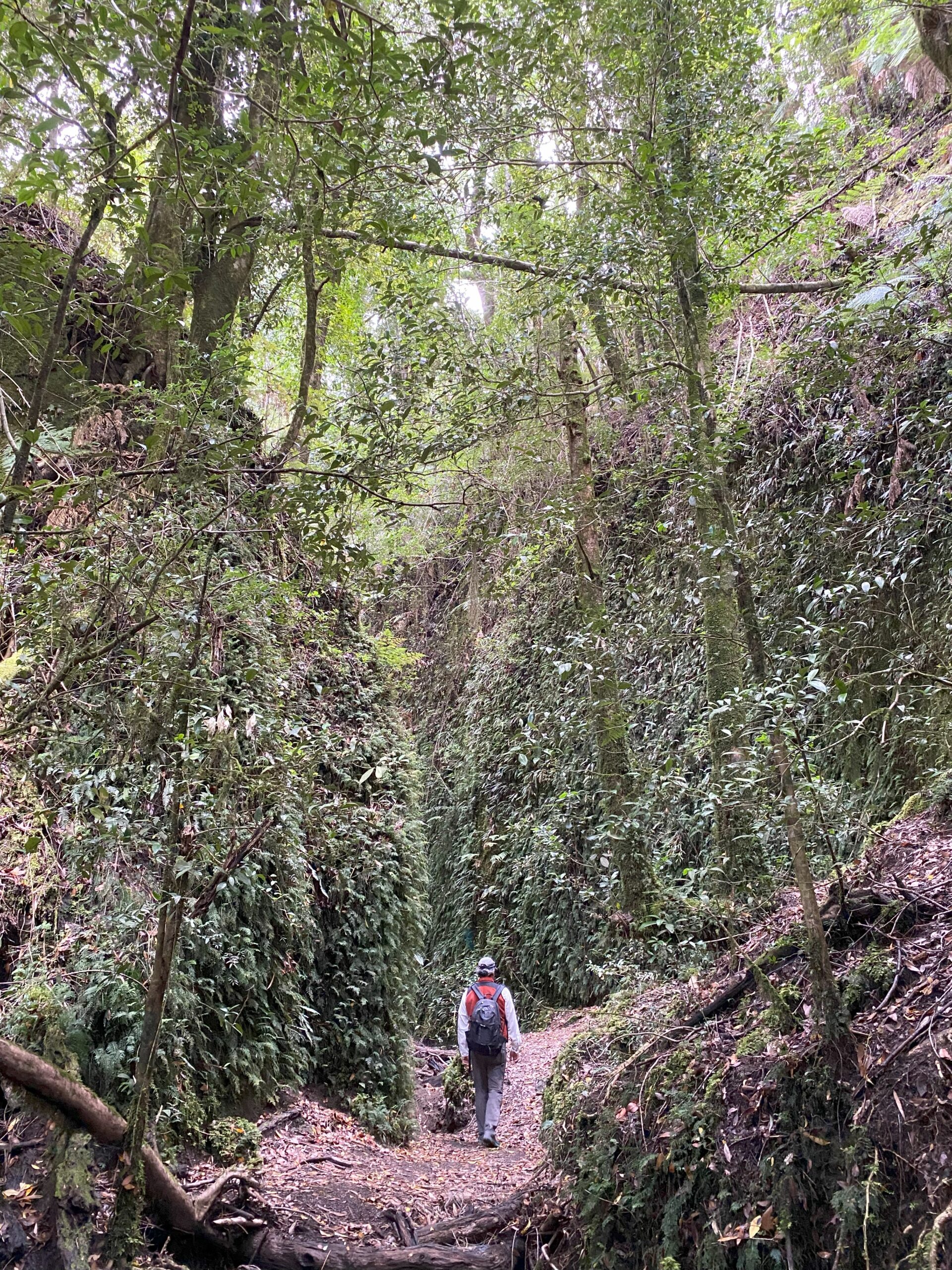 Exploring Forest and Nature Therapy in Tourism: Practical Notes for ...