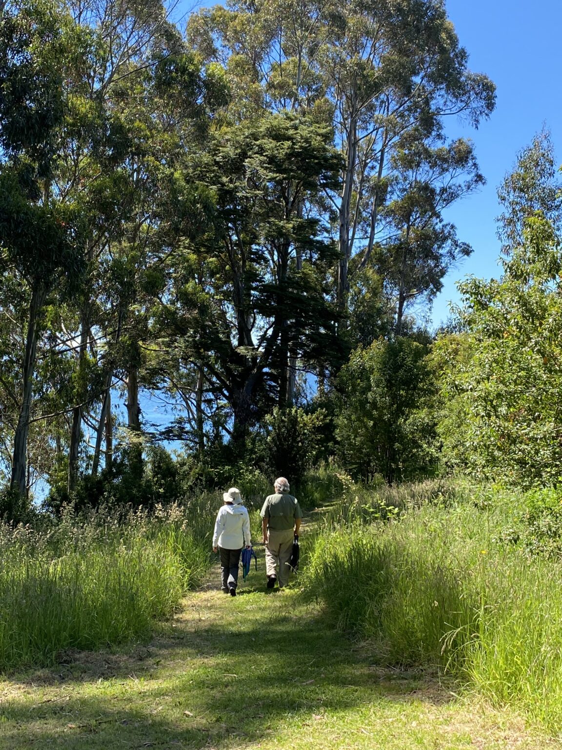 Exploring Forest and Nature Therapy in Tourism: Practical Notes for ...