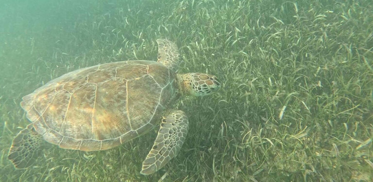 IN ASL - Sea Turtle | Association of Nature and Forest Therapy (ANFT)
