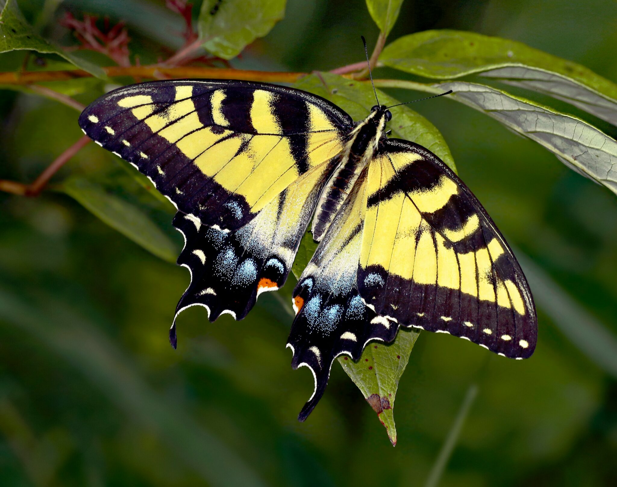 Swallowtail Butterfly | Association of Nature and Forest Therapy (ANFT)